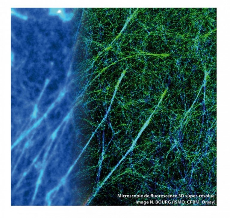 Fluorescence microscopy | Emmanuel Fort's Lab