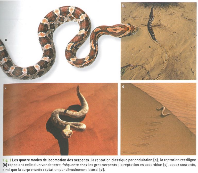 La reptation du serpent – du merveilleux caché dans le quotidien