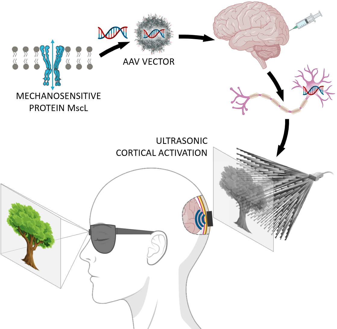 Publication in Nature Nanotechnology towards restoring vision using ...