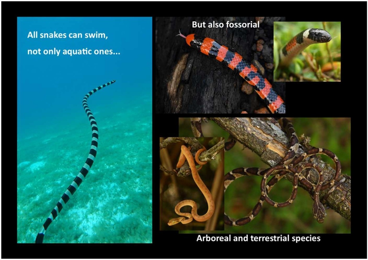 Can All Snakes Swim? – Ramiro Godoy-Diana