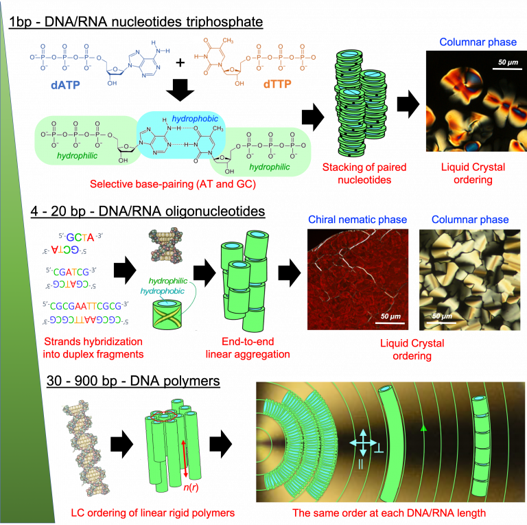 SAM Lab – Molecular Self-Assembly Lab – Tommaso Fraccia, PhD